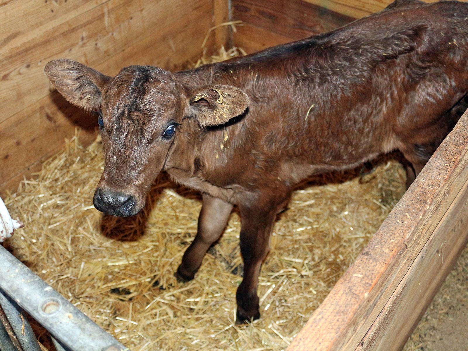 Kälber - Seit langem wieder Zwillinge