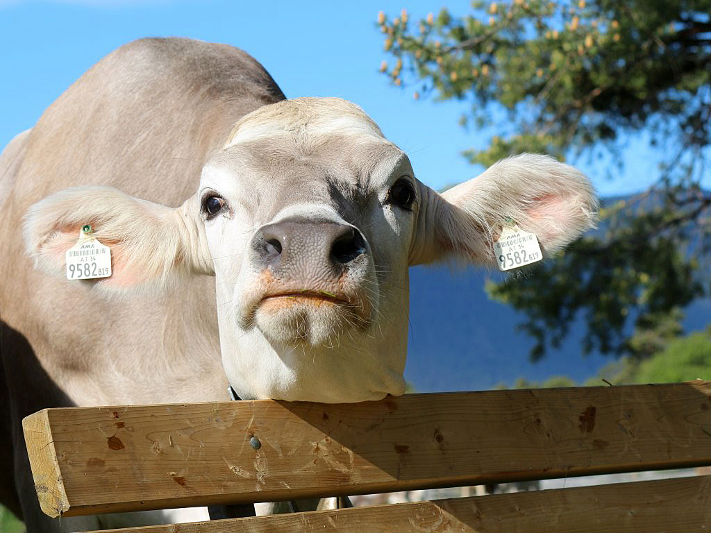 Hat die Kuh Charakter? - "Ja. und die Kuh vergisst nie"